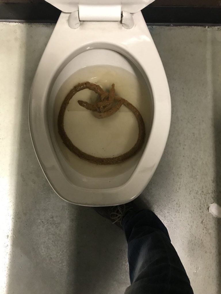The snake - Rate my poo.eu