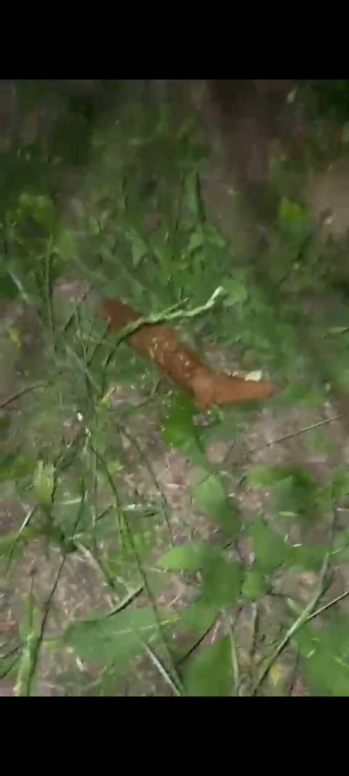 jungle’s poop - Rate my poo.eu