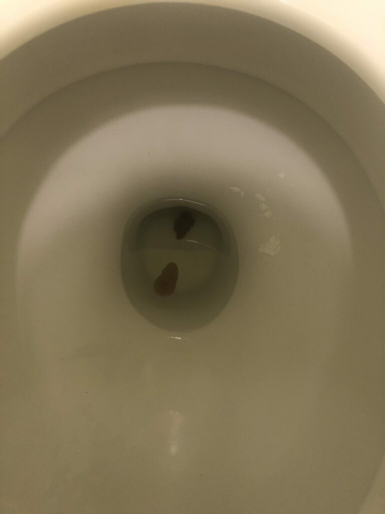 Mini poop - Rate my poo.eu